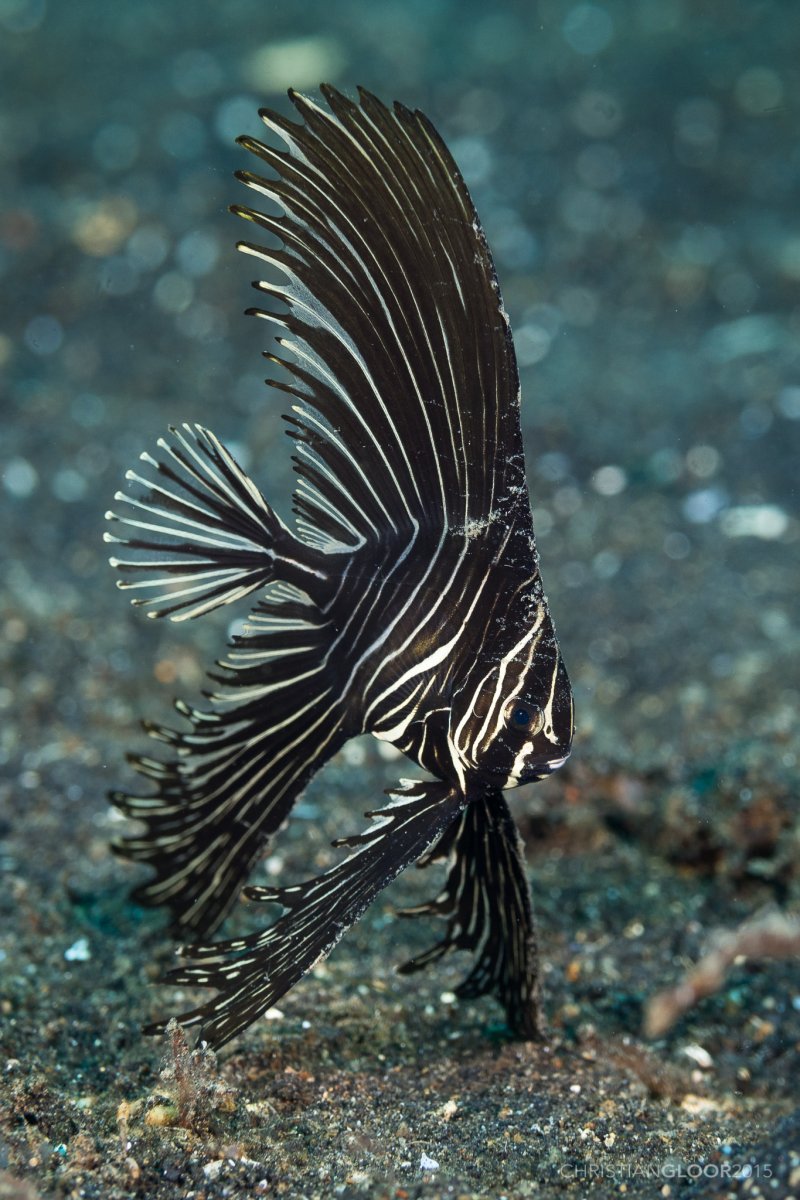 Batfish and Spadefish | Reef2Reef