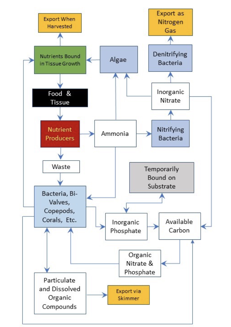 Creating Mature Food Webs and Nutrient Processing Pathways | Reef2Reef