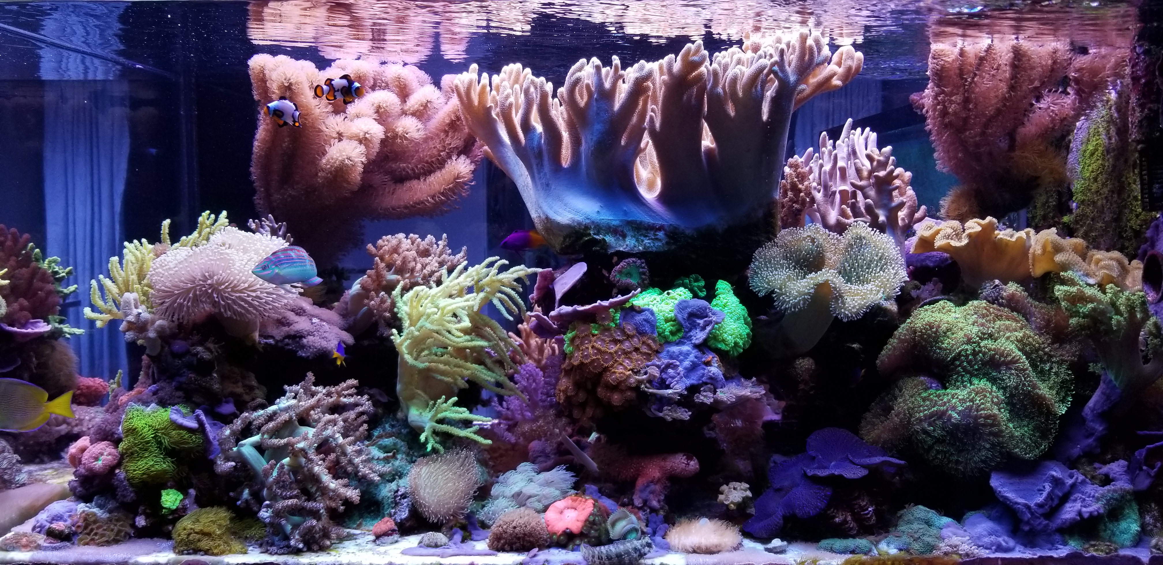 Beginner Topic - Feeding Routines | Reef2Reef