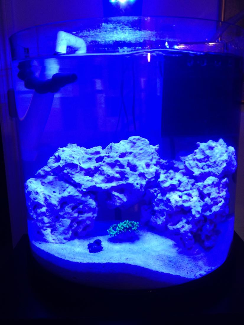 Nano Build - 10 gallon half moon build | Reef2Reef