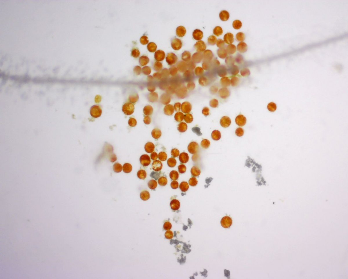 Rusty dots on Substrate - Please help ID | Reef2Reef