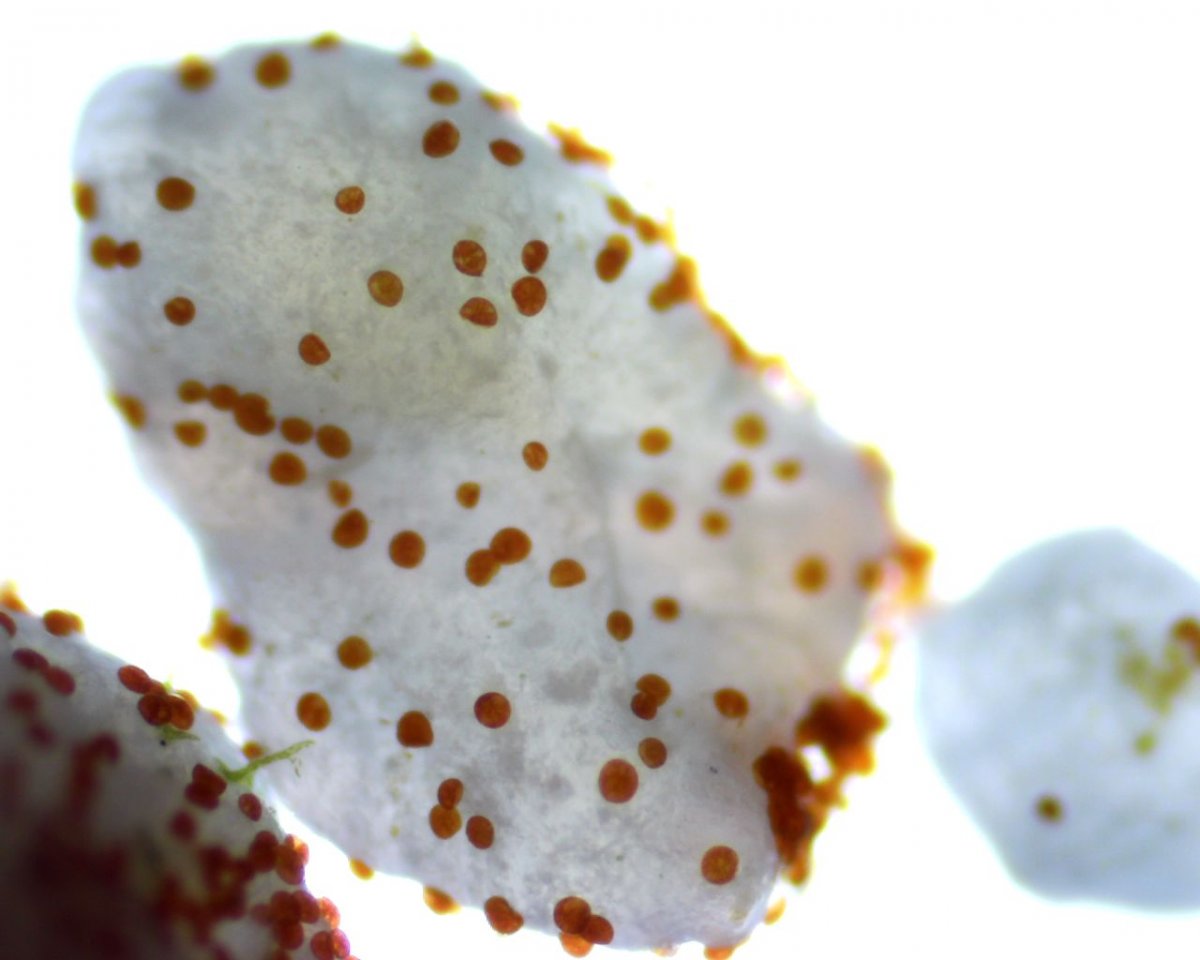 Rusty dots on Substrate - Please help ID | Reef2Reef