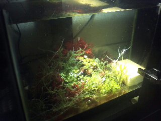 Setting up a refugium | Reef2Reef