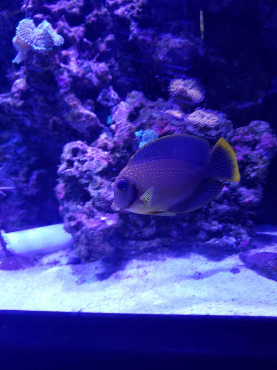 What’s the go with Mimic Tangs?? | Reef2Reef