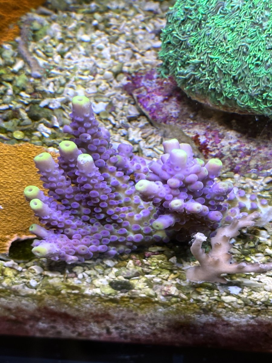 New York - Live Goods - Large, Cheap Acro Frags From Overgrown Colonies ...