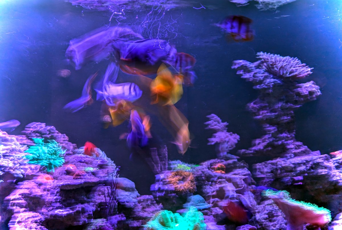 CONTEST - POTM - Oct 2024 POTM voting thread | Reef2Reef