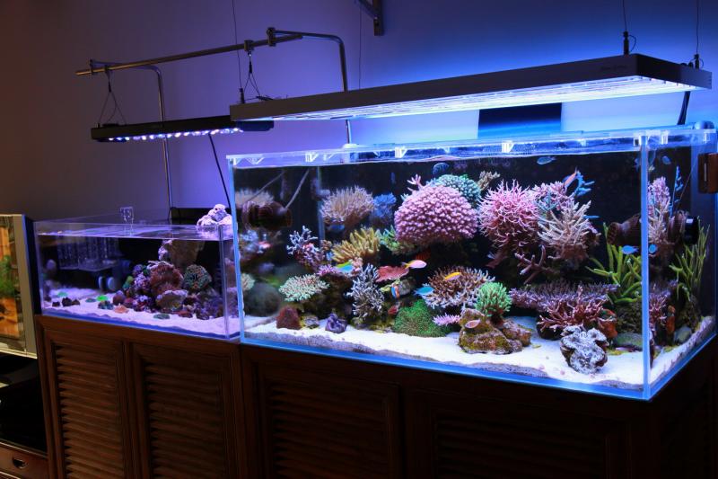 Build Thread - Midnight coffee 120G Reef tank | Page 2 | REEF2REEF ...