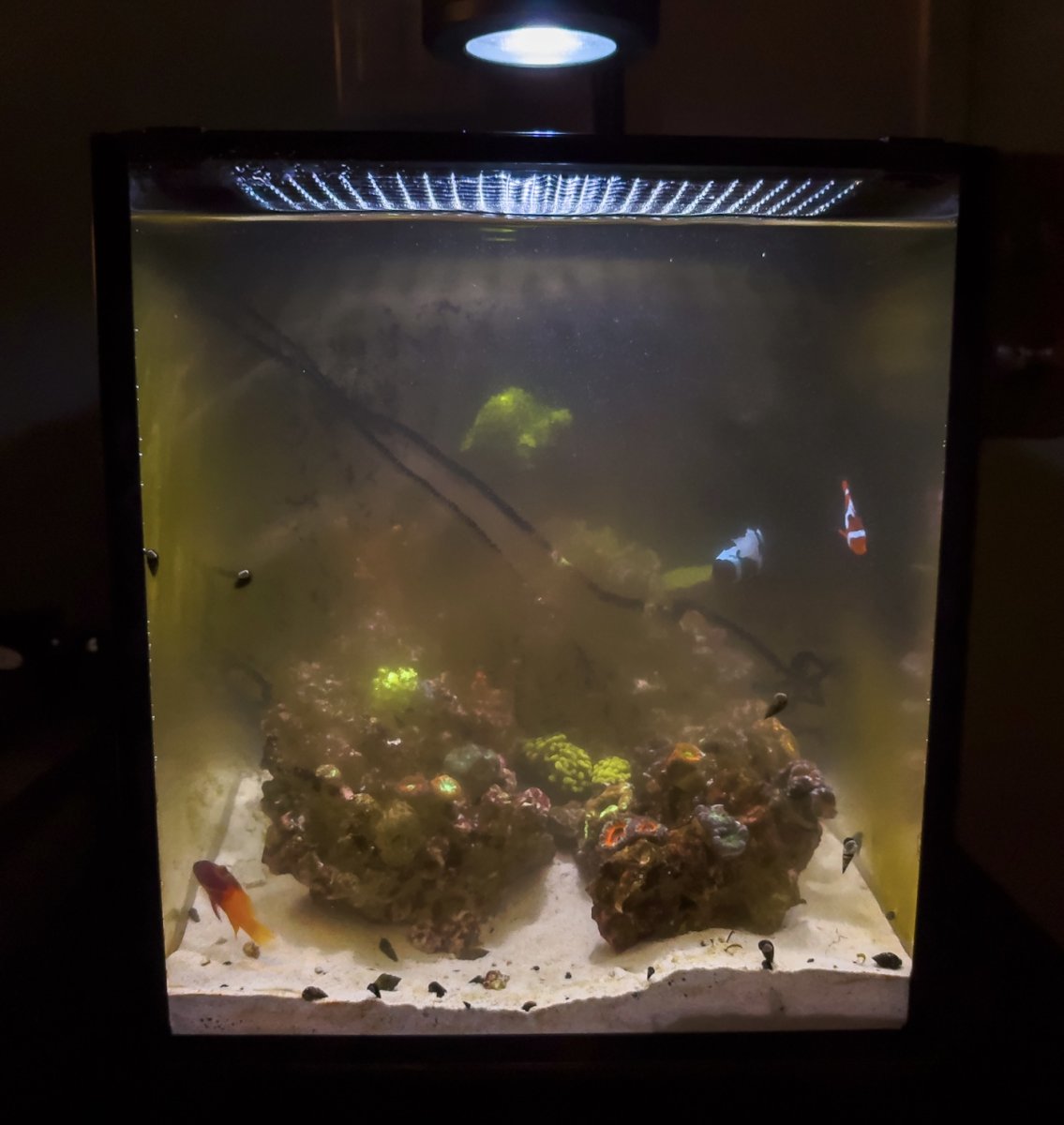 Help! EXCESSIVE green algae on tank glass + pods explosion | Reef2Reef