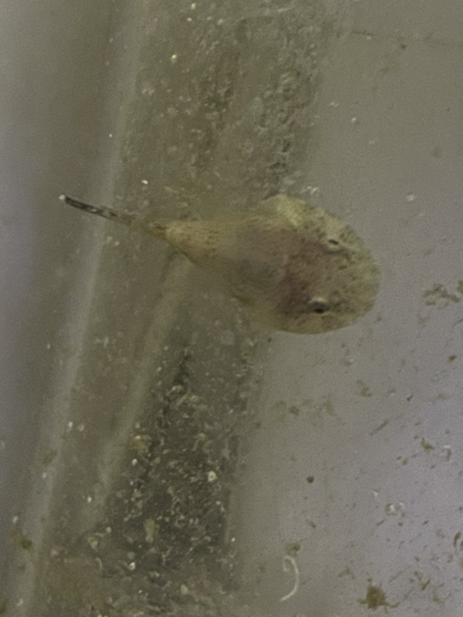 Spotted my Carribean clingfish today | Reef2Reef