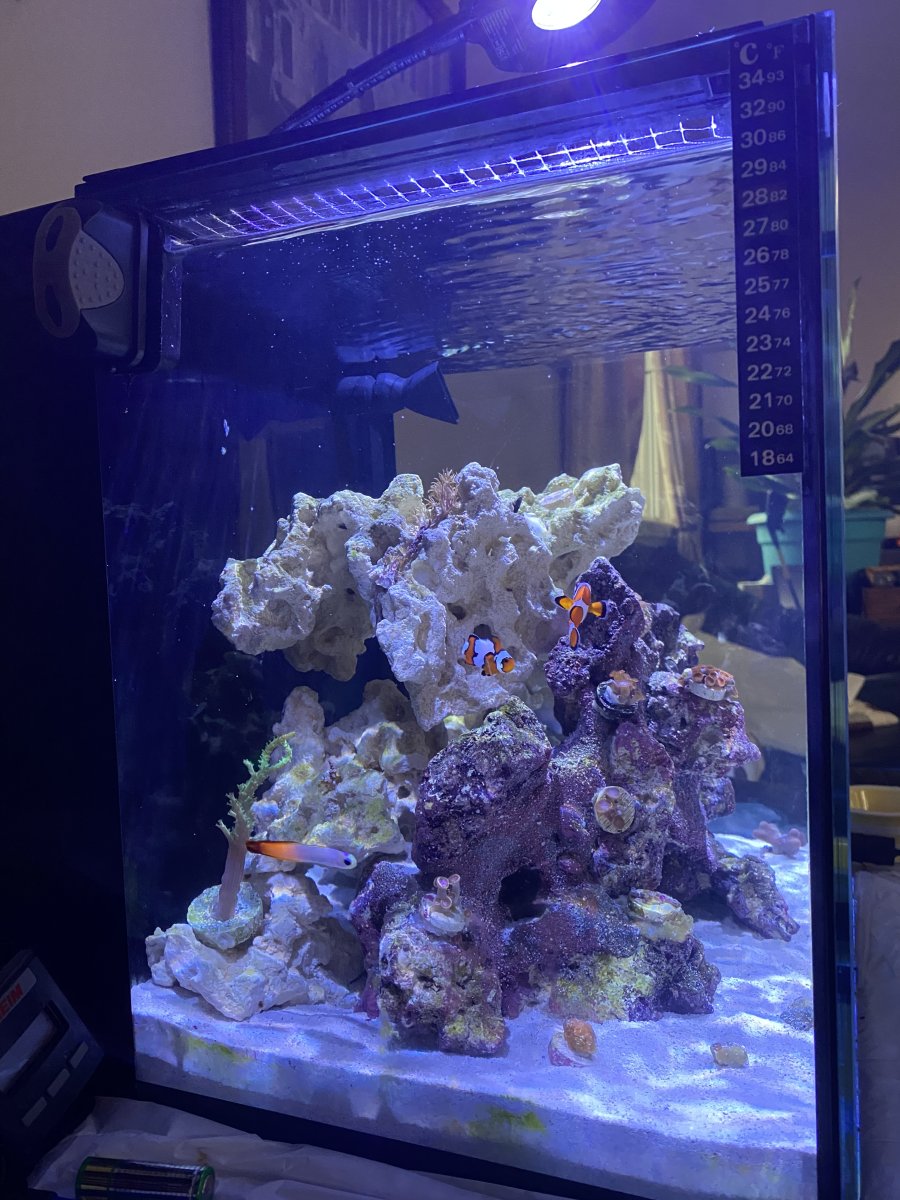 Build Thread - UPDATE: Innovative Marines Nuvo Fusion 15 gal | Reef2Reef