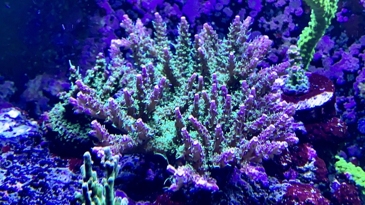 Reef Chemicals- Add what ? | Page 2 | Reef2Reef