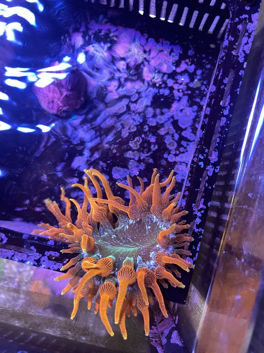 Live Goods Bay Area Csb Anemone Sang Lee Reef2reef Saltwater And Reef Aquarium Forum