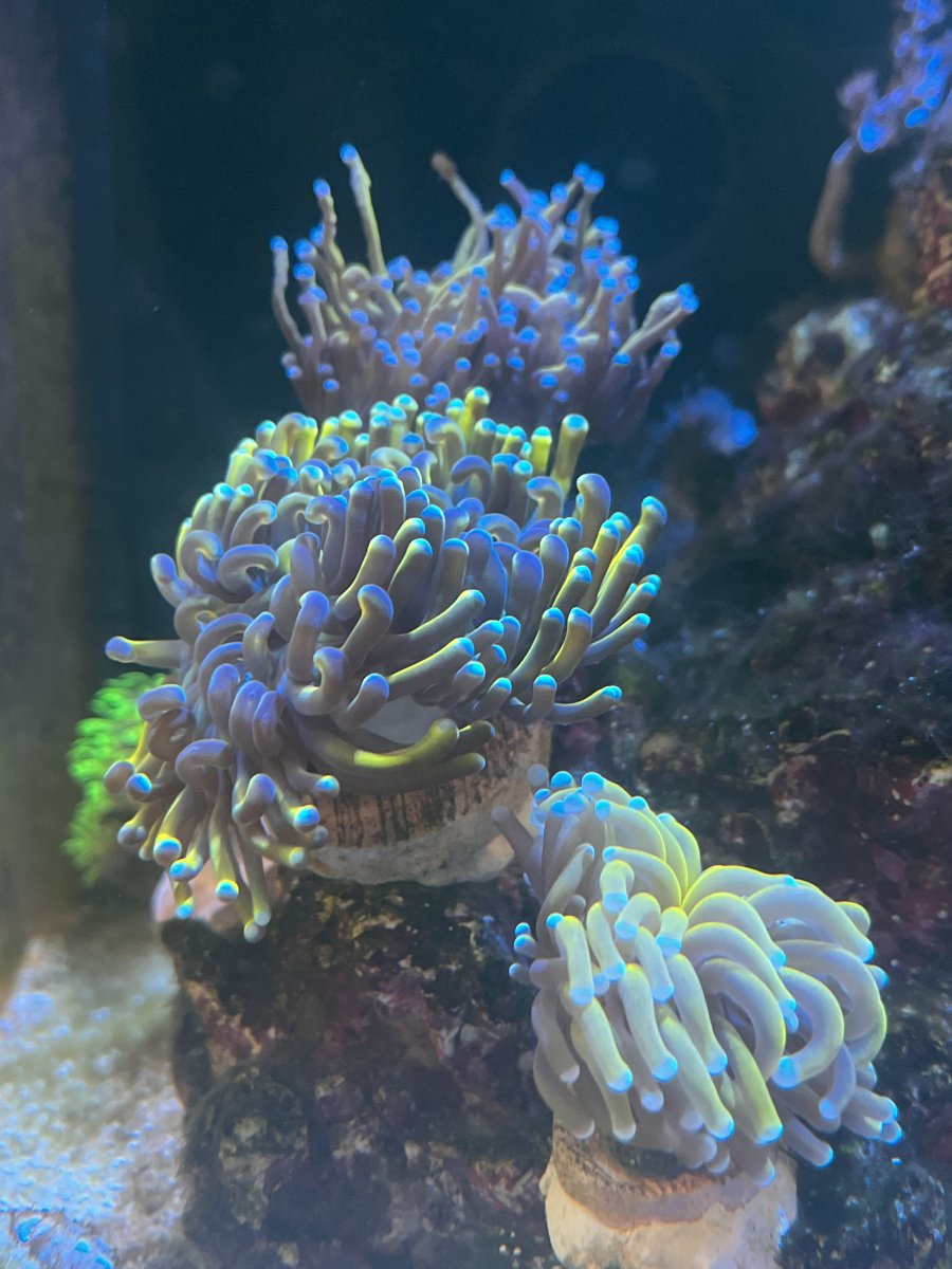 Torch coral not fully extending | Reef2Reef Torch coral not fully extending | Reef2Reef