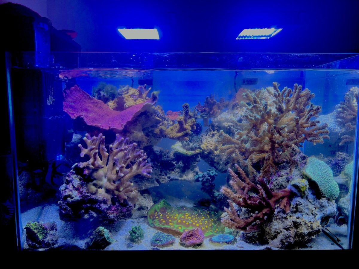 Build Thread - 10 Gallon Reef Tank | Reef2Reef