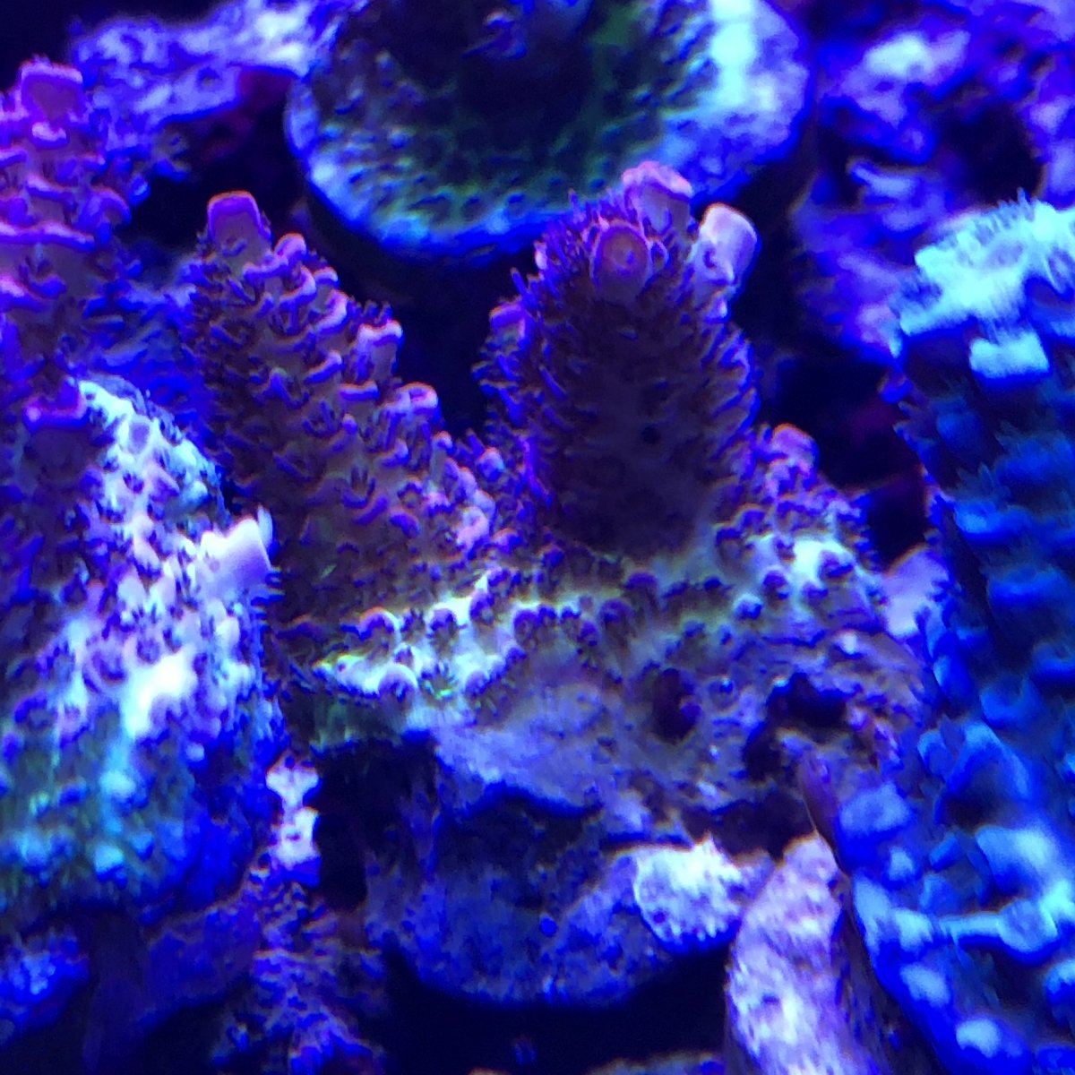 Washington - High end SPS | Reef2Reef