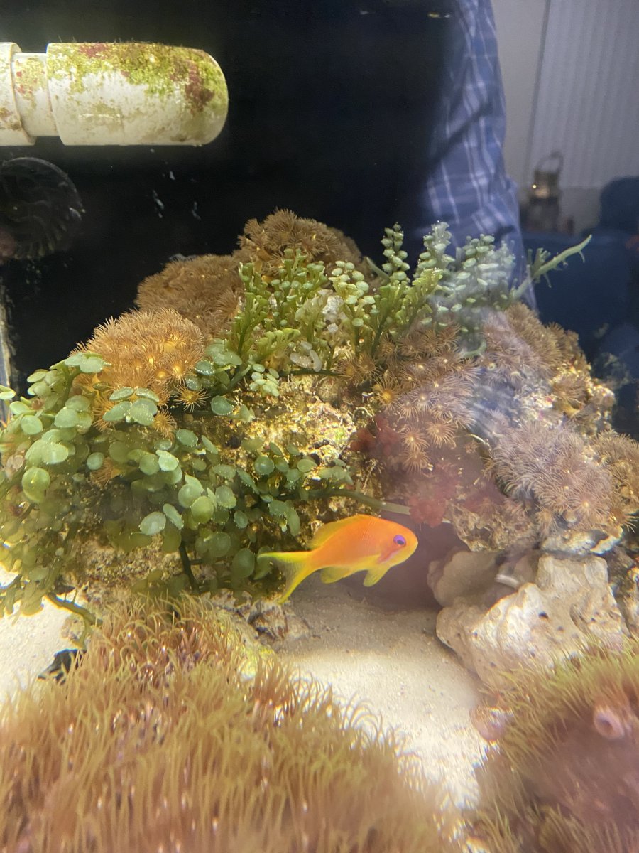 My Softy Gorgonian Tank | Reef2Reef