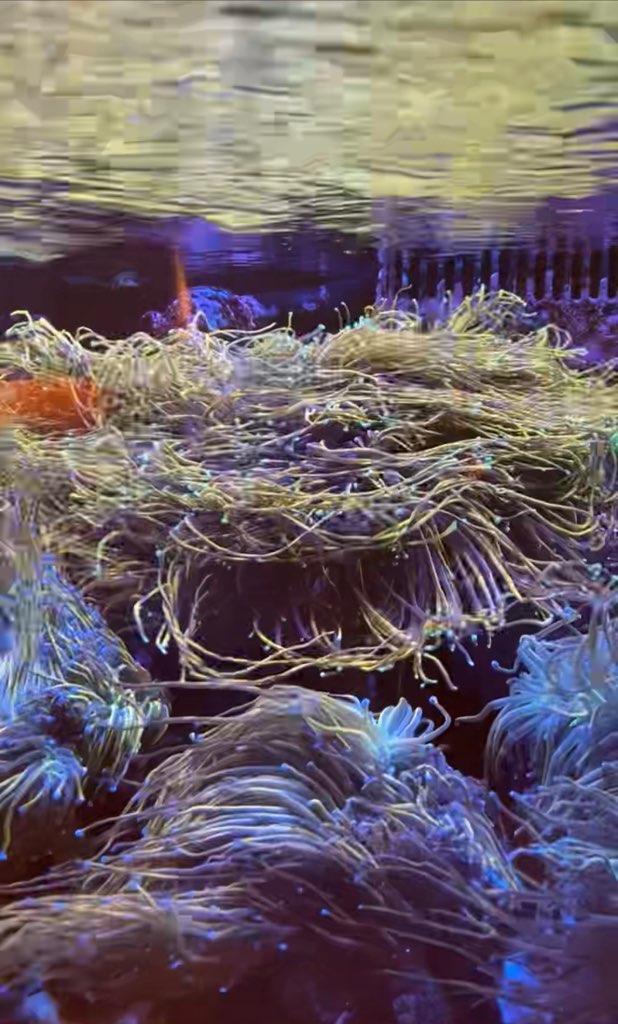 Long thin stringy torches name? | Reef2Reef