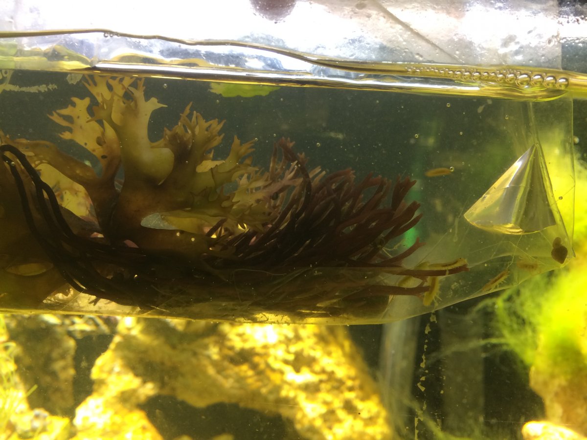 Seaweed, snails, crustaceans from R.I. beach | Reef2Reef