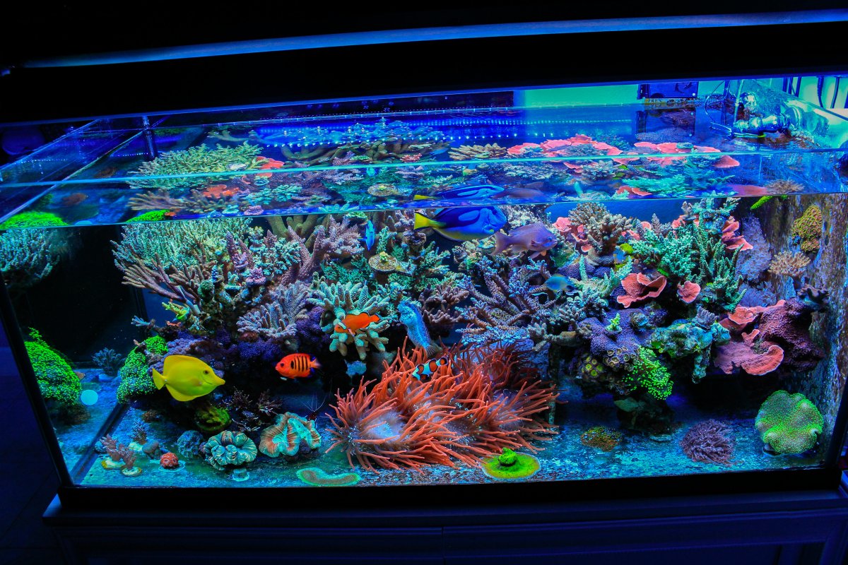 Reef Tank 365 - Reef Tank 365 Featured Tank by Bacon505 | Reef2Reef