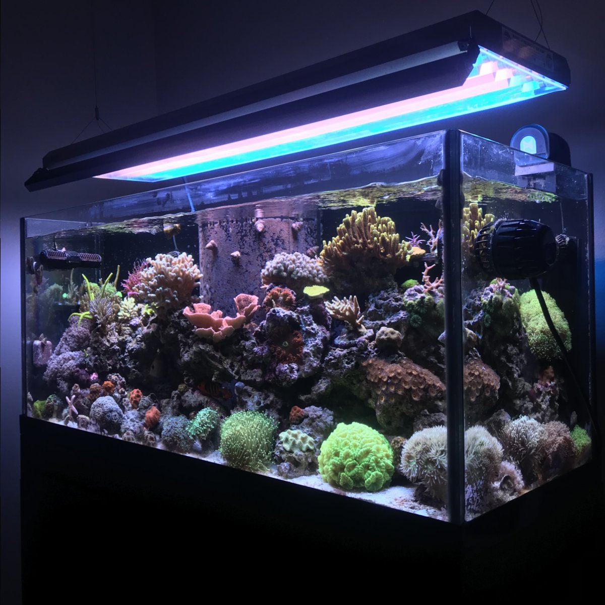 Reef Tank 365 - Reef Tank 365 Featured Tank by RickG | Reef2Reef