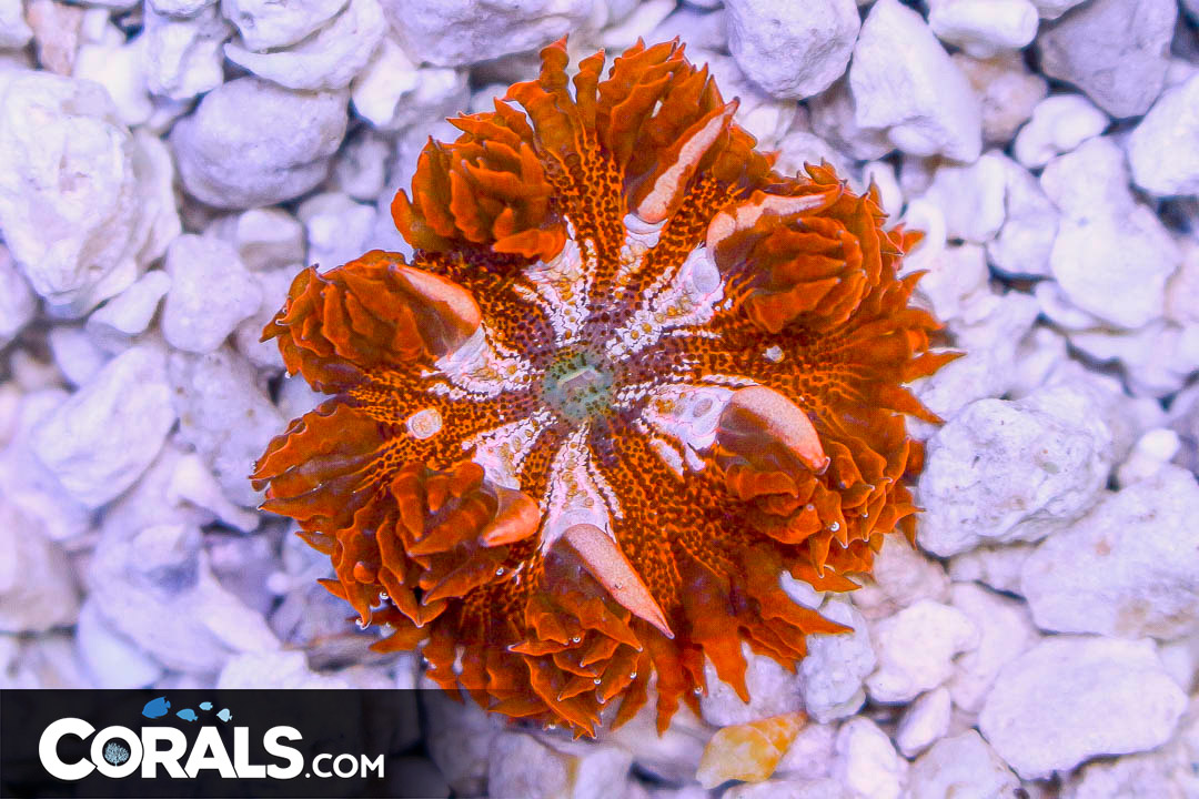 **ROCK FLOWER ANEMONES** | WYSIWYG! | Check Out These NEMS! | Reef2Reef