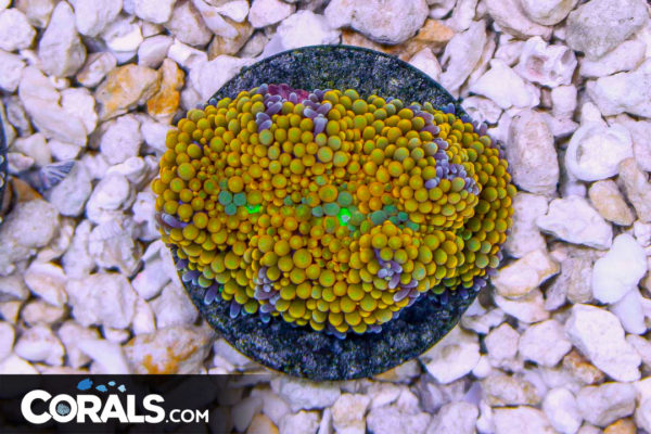 Florida Ricordea Mushrooms! | Reef2Reef