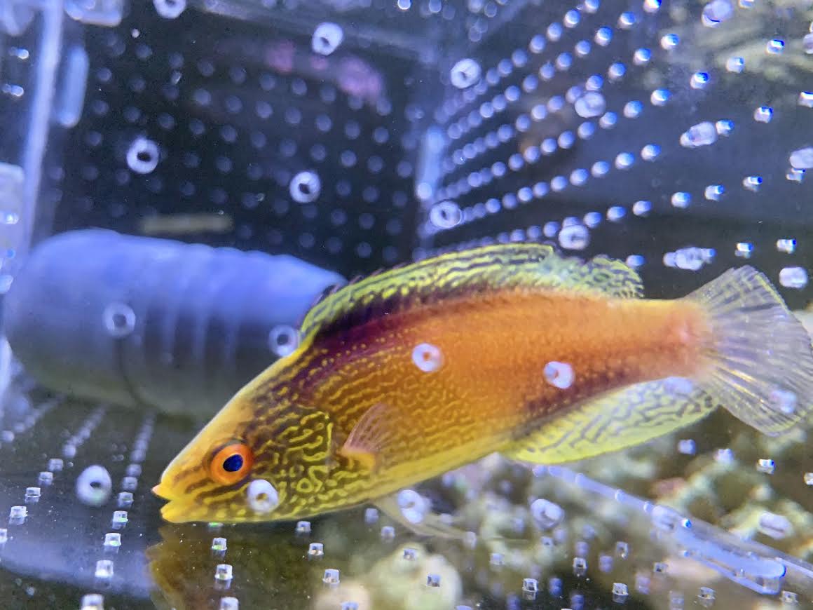 New York - Livestock Trade - SM Golden Rhomboid Wrasse Trade for Bounce ...
