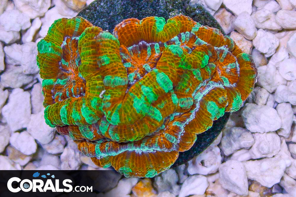 Top 10 Coral Picks of the Week! | Reef2Reef
