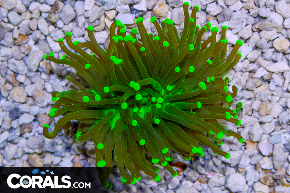 Top 10 Coral Picks of the Week! ~Corals.com | Reef2Reef