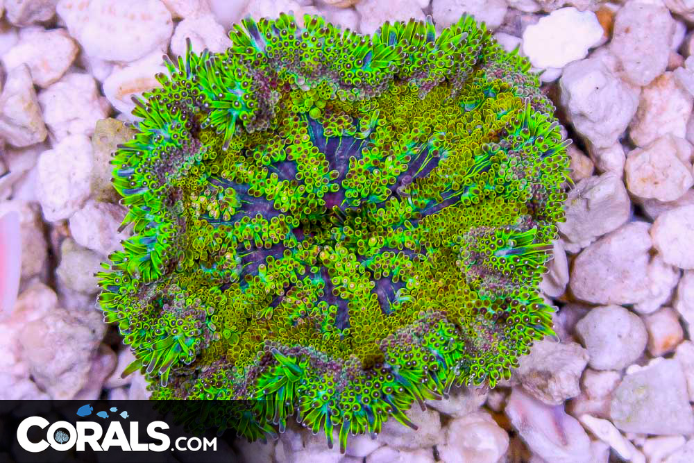 Top 10 Coral Picks of the Week! ~Corals.com | REEF2REEF Saltwater and ...