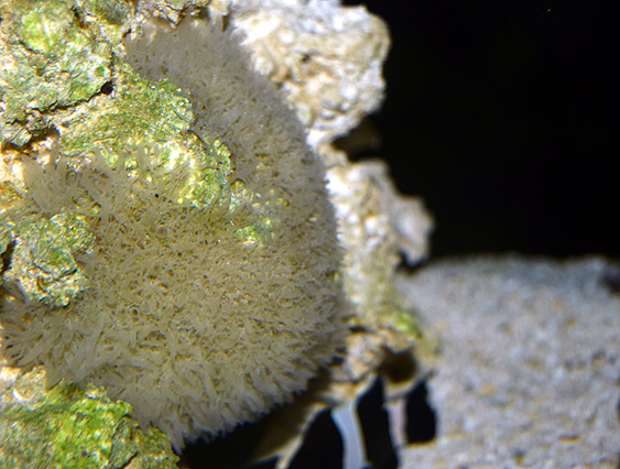 Help Can Anyone Id This White Stuff Growing On My Rock Reef2reef