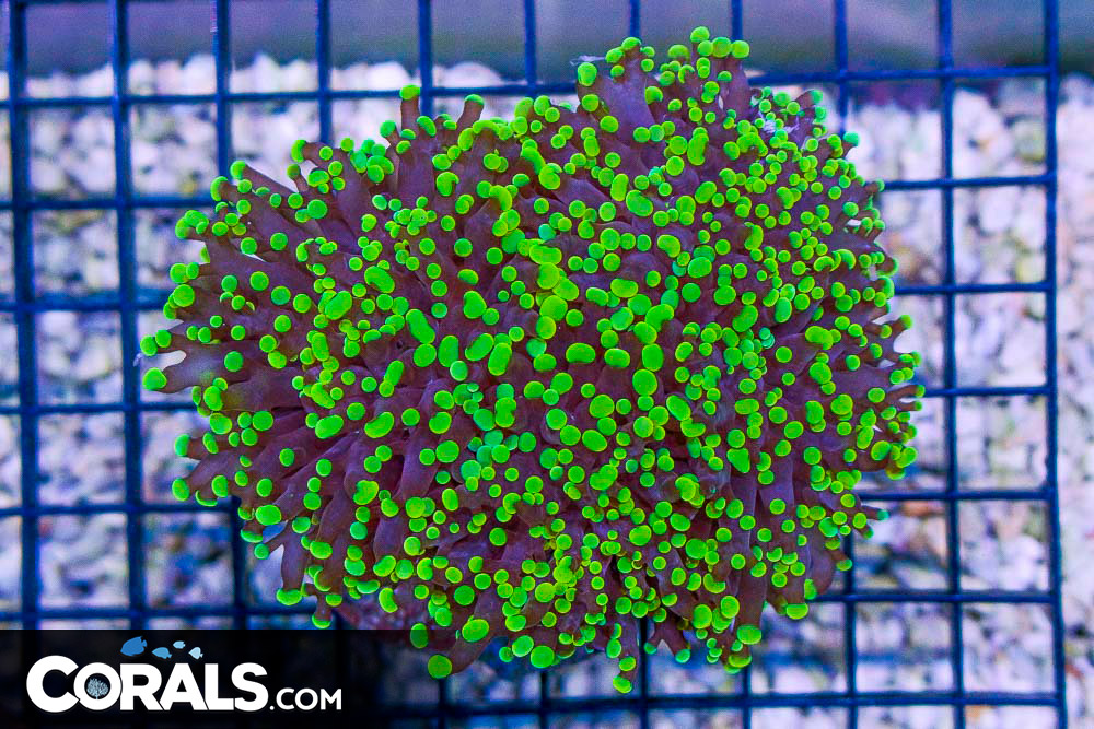 ***Sneak Peek!*** Corals Posting Today! ~Corals.com | REEF2REEF ...