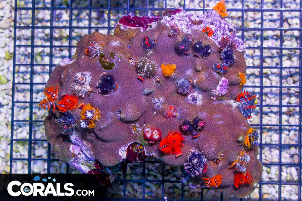 ***New Colonies & Frags Just Went Live! Huge Update!*** ~Corals.com ...
