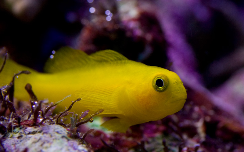 Clown Goby Symbiosis | Reef2Reef