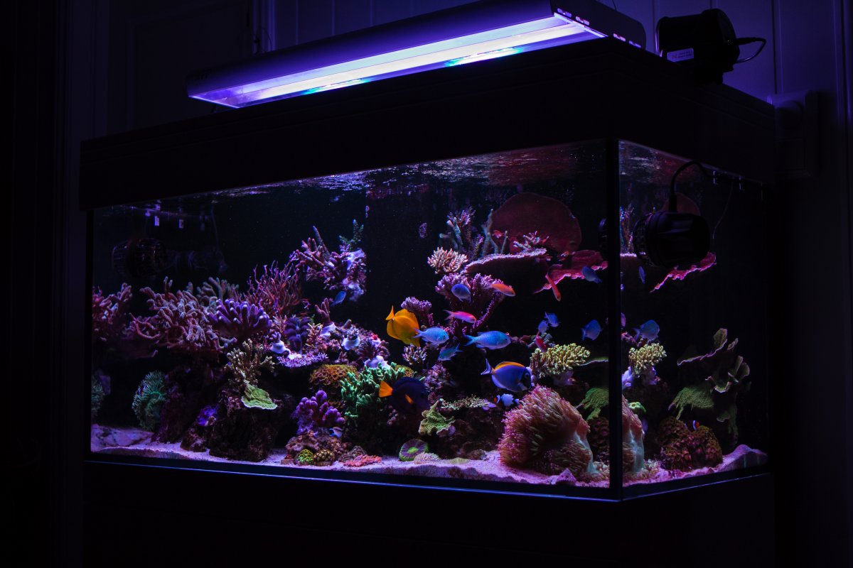 Reef Tank 365 - Reef Tank 365 Featured Tank by Simonsen | Reef2Reef