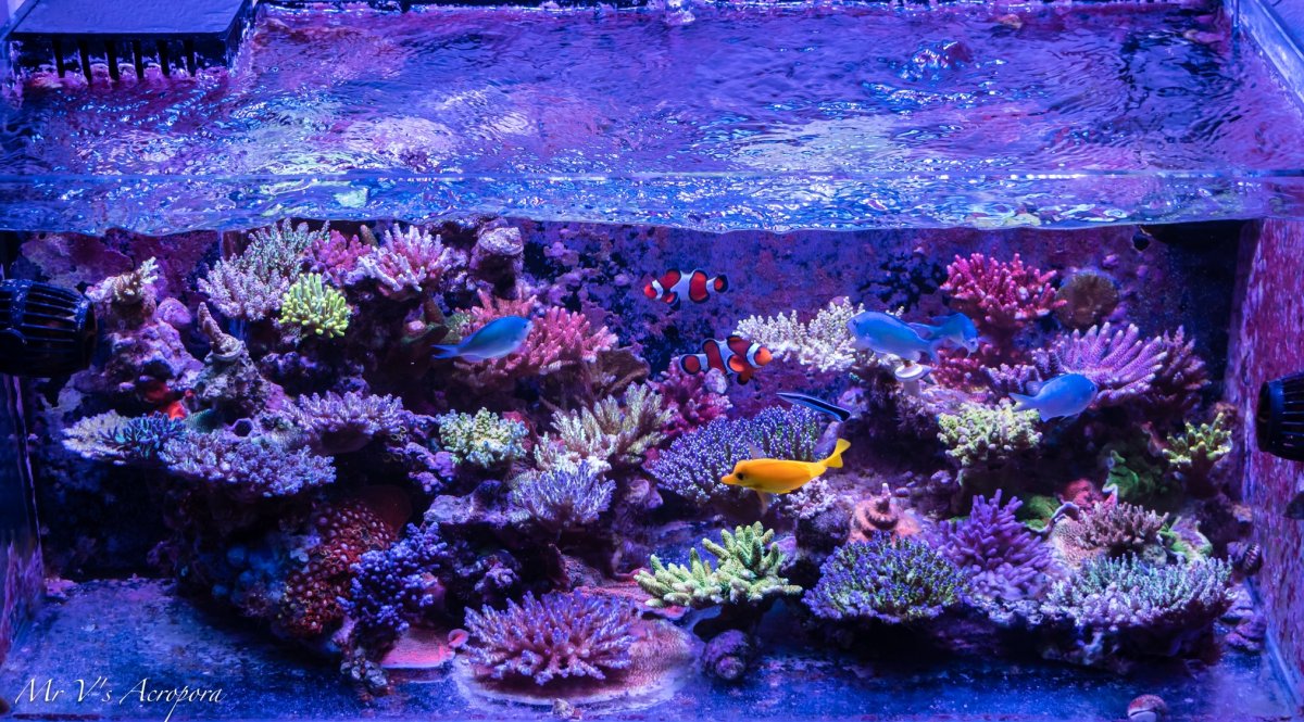 Reef Tank 365 - Reef Tank 365 Featured Tank by Mr V | Reef2Reef