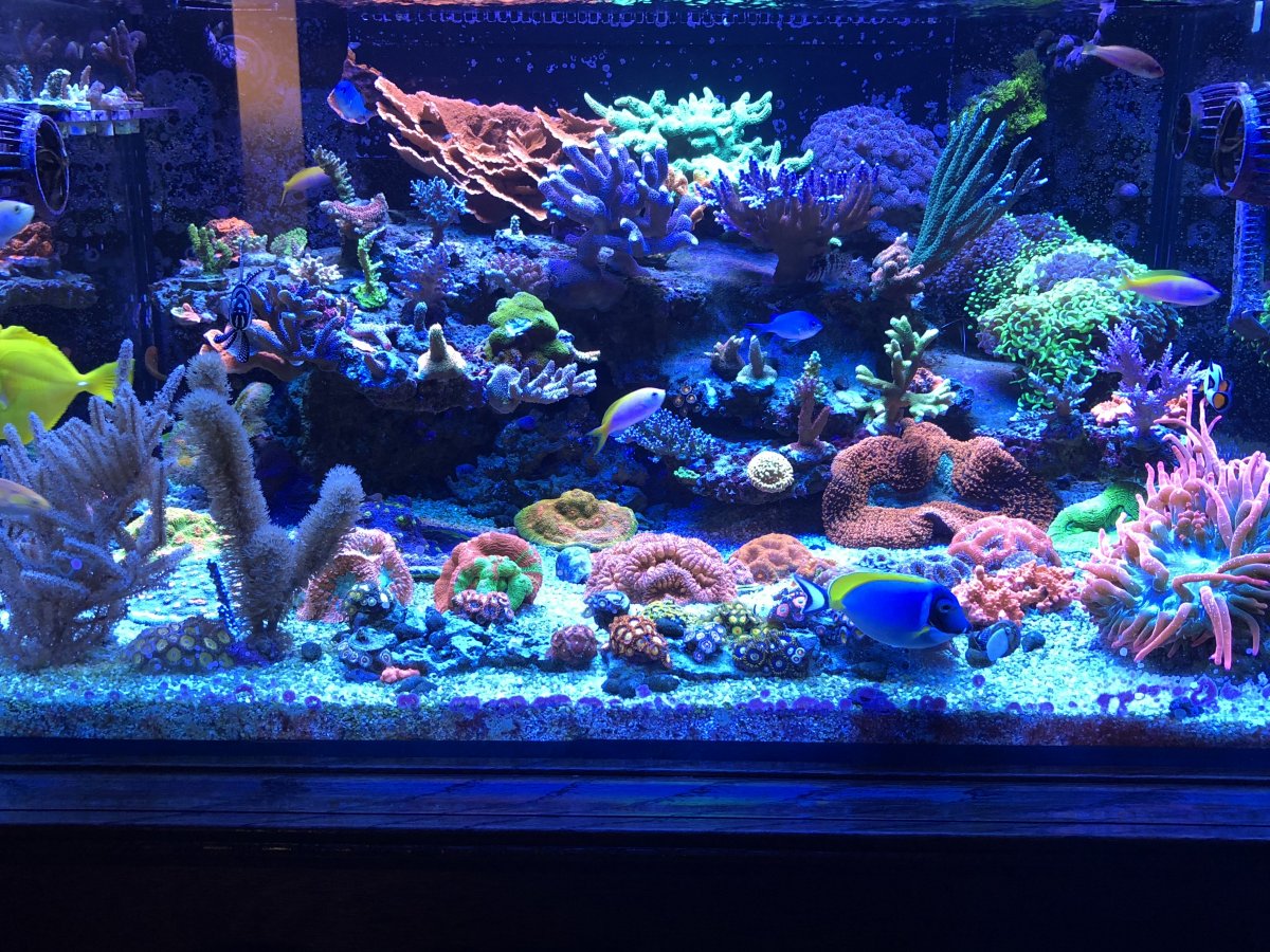 Reef Tank 365 - Reef Tank 365 Featured Tank by Ohiostreetz | Reef2Reef