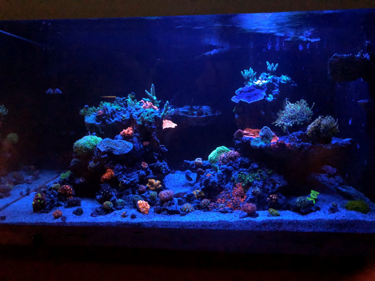 Reef Tank 365 - Reef Tank 365 Featured Tank by ReeferRoo | Reef2Reef