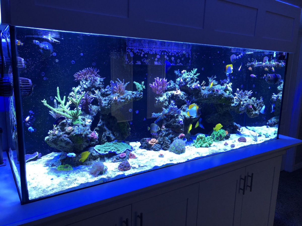 Reef Tank 365 - Reef Tank 365 Featured Tank by Teknik777 | Reef2Reef