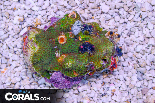 Top 10 Coral Picks of the Week! ~ Corals.com | Reef2Reef