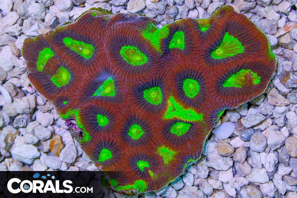 Top 10 Coral Picks of the Week! ~Corals.com | Reef2Reef