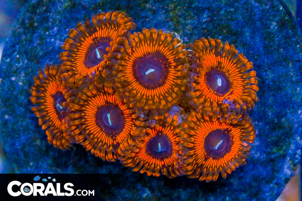 ***HUGE Frag Update Live Now!*** Big Frags, Lots of Polyps! ~Corals.com ...