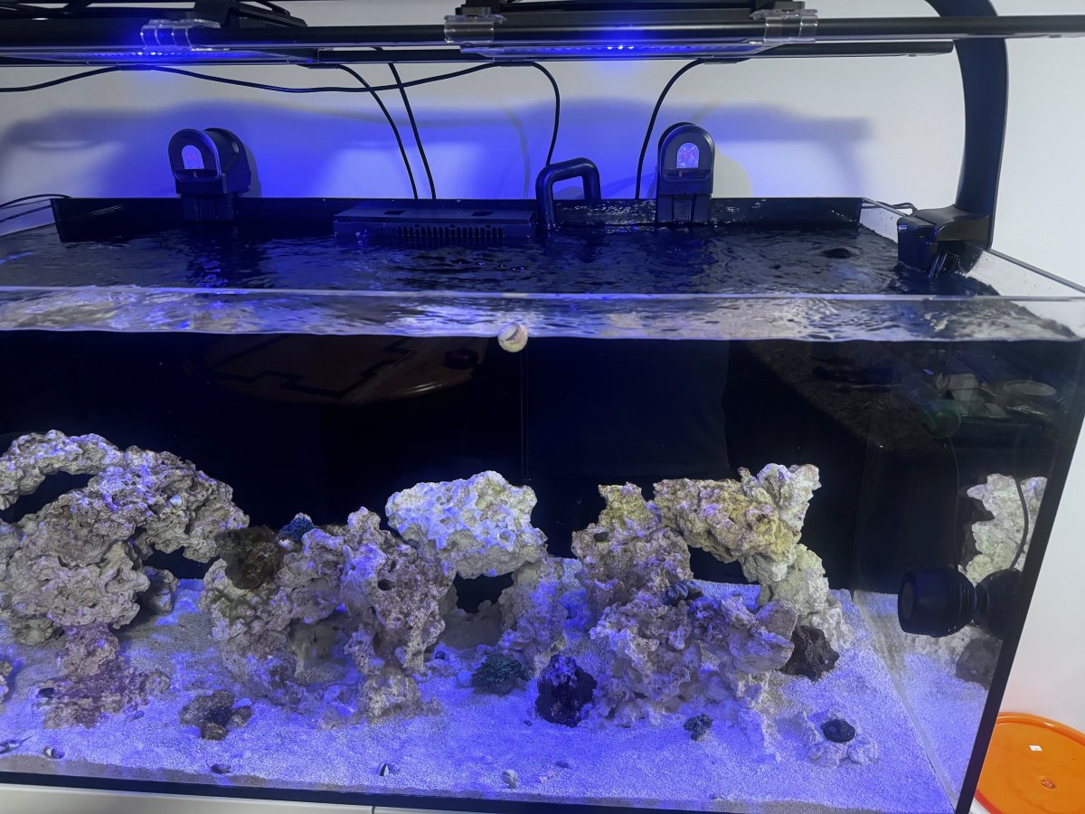 Build Thread - My Re-evolution back into the hobby | Reef2Reef