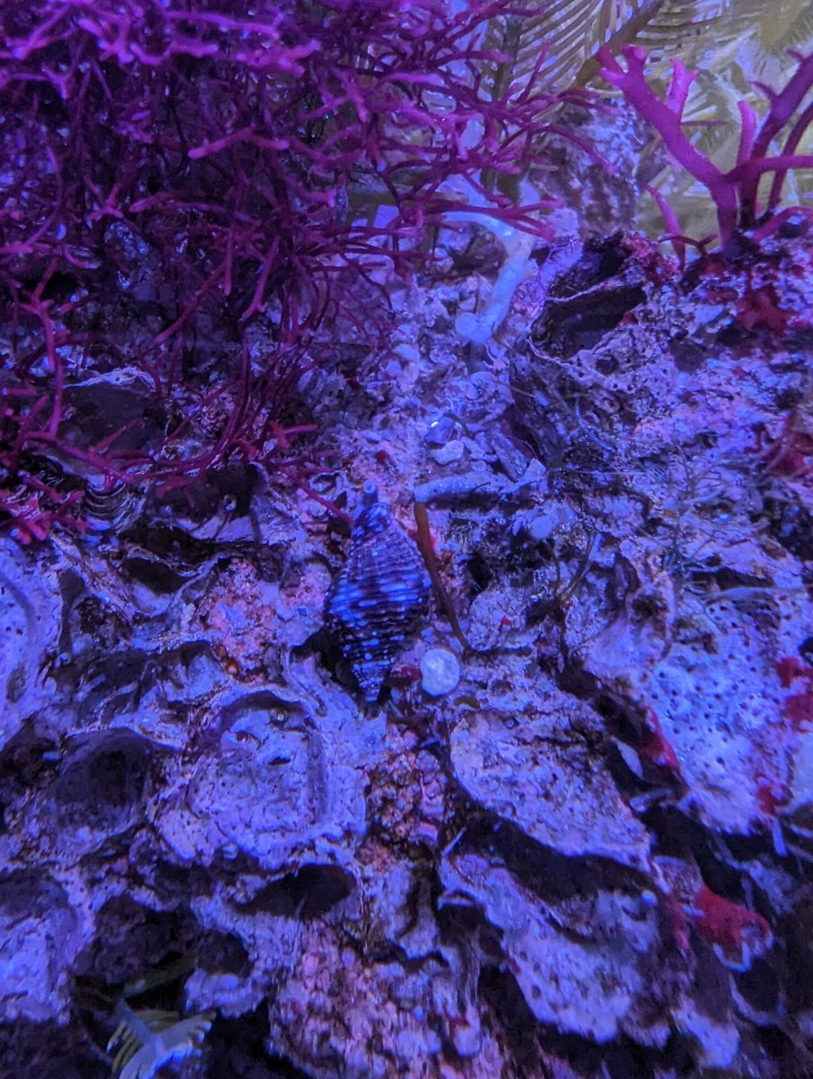 Welk? | Reef2Reef