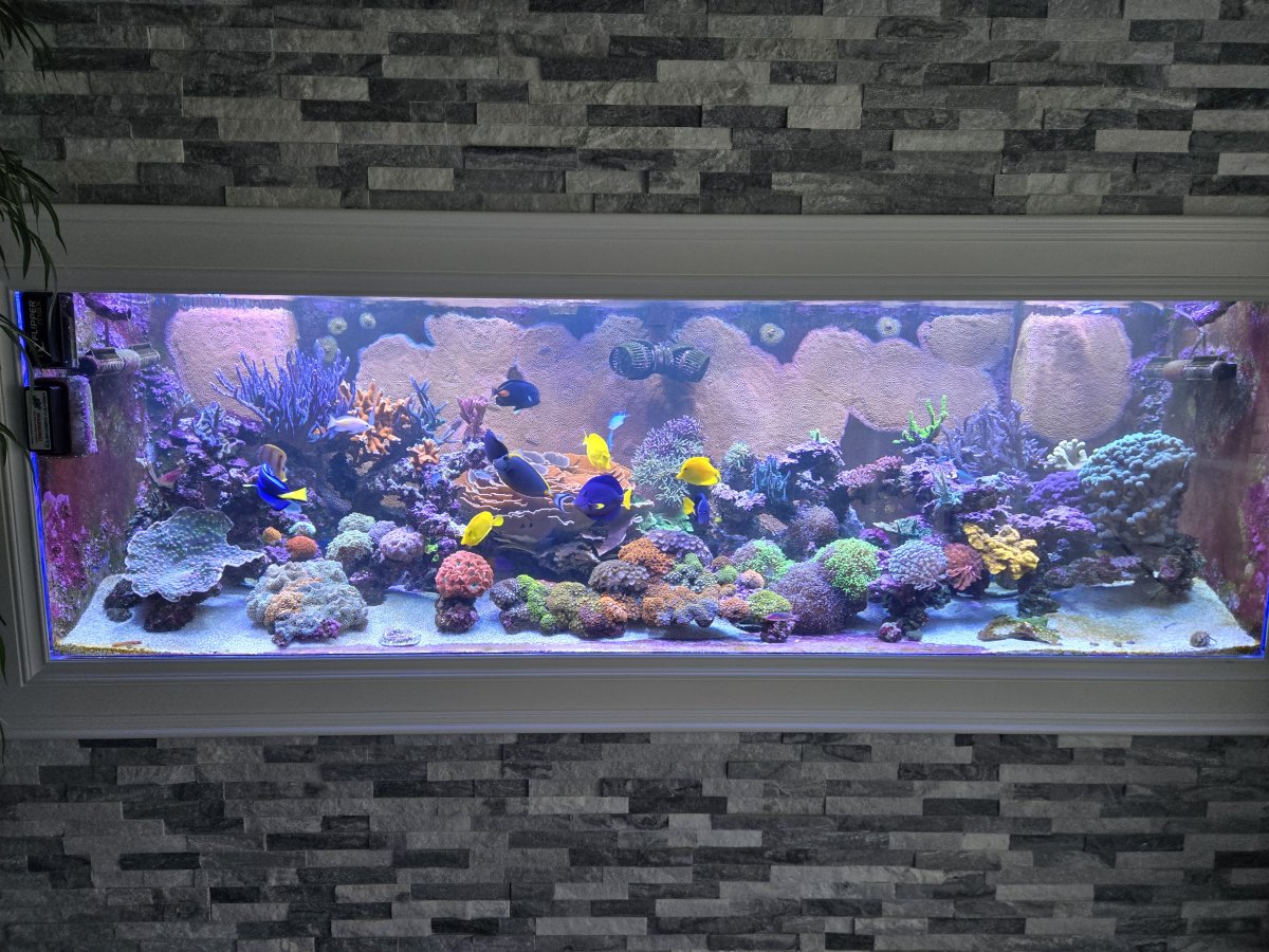 Show me your polluted tanks: High Po4 High No3 | Page 7 | Reef2Reef