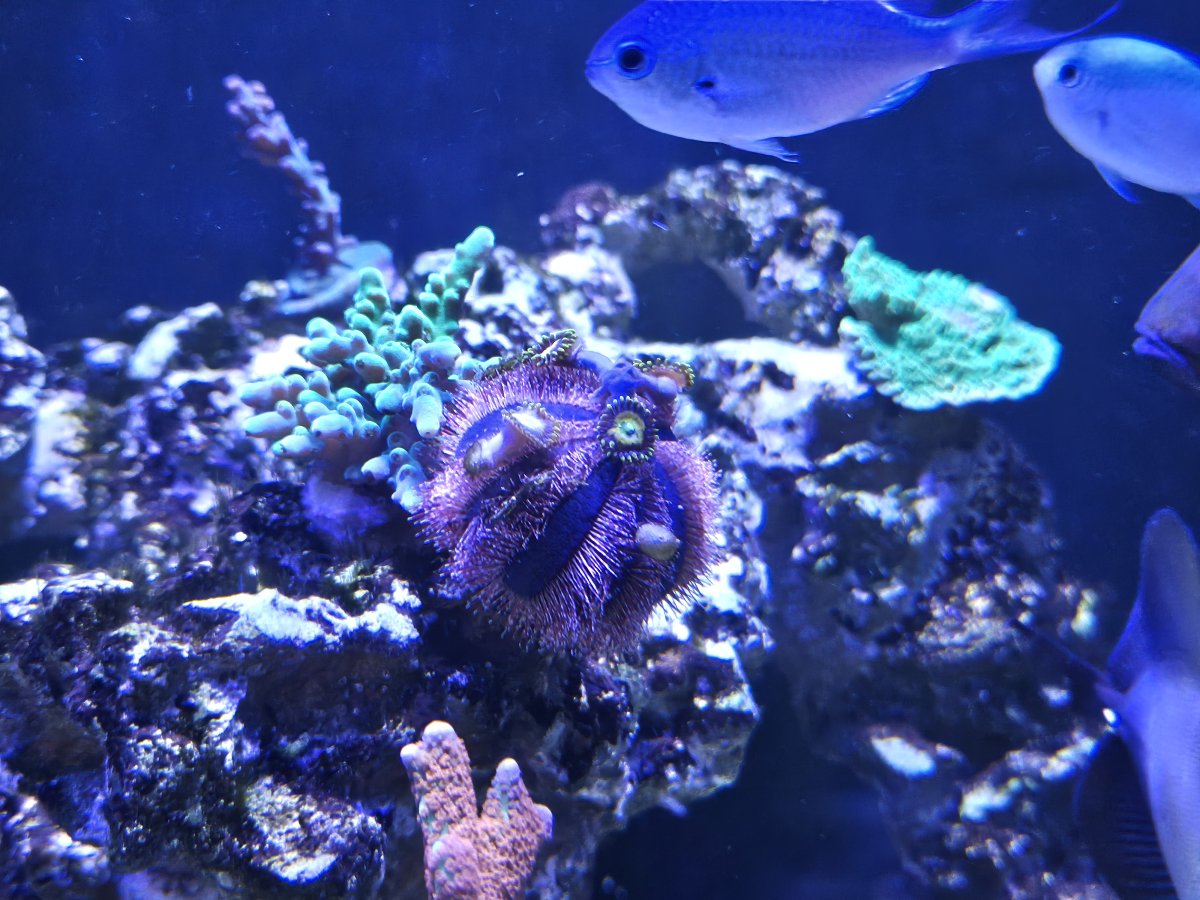 In Your Experience What Eats Hair Algae Reef2reef