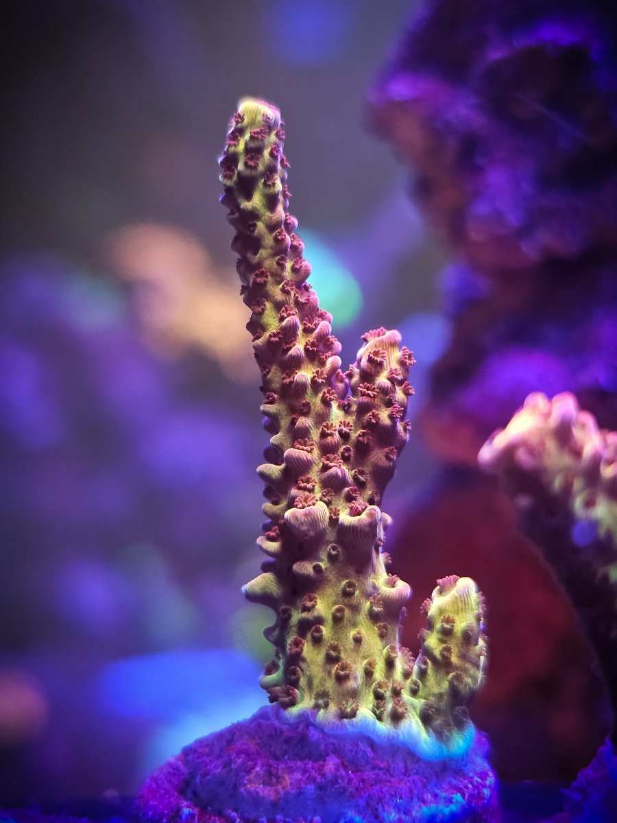 Giveaway 3 Winners Lucky Reefer Giveaway 1500 In Prizes From Sbb Corals Page
