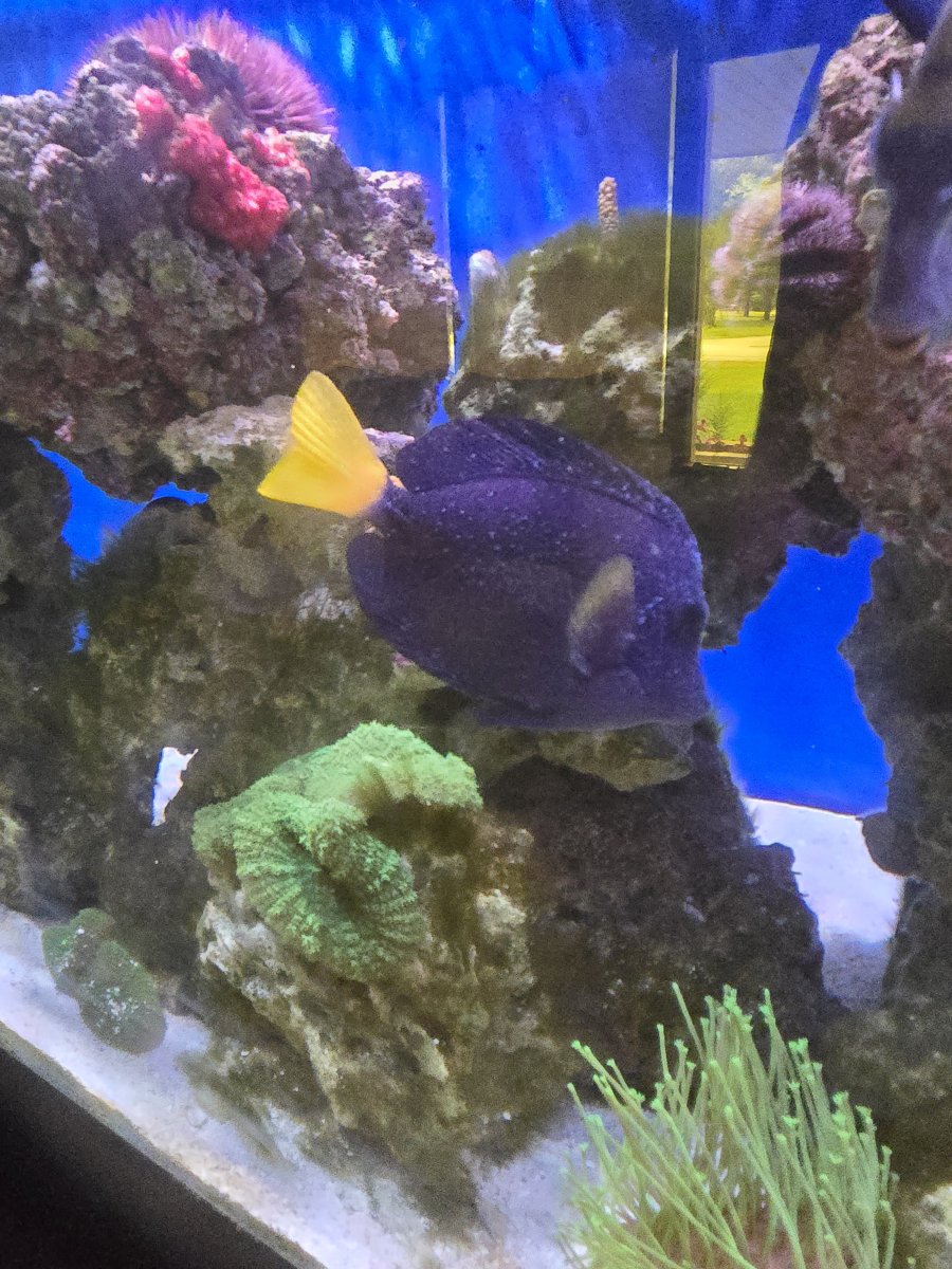 Velvet? | Reef2Reef