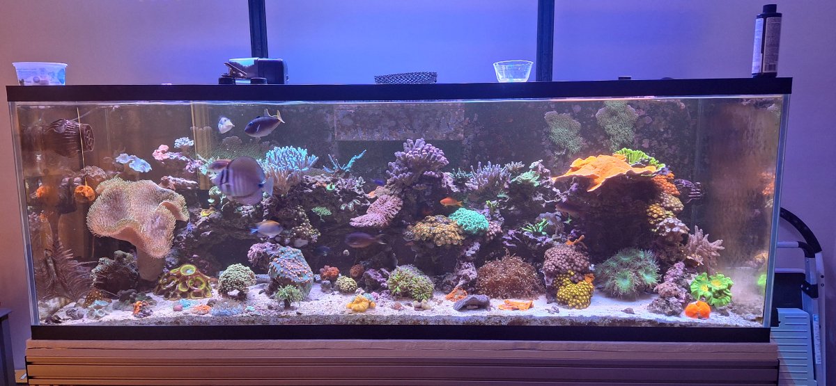 Show me your polluted tanks: High Po4 High No3 | Page 2 | Reef2Reef
