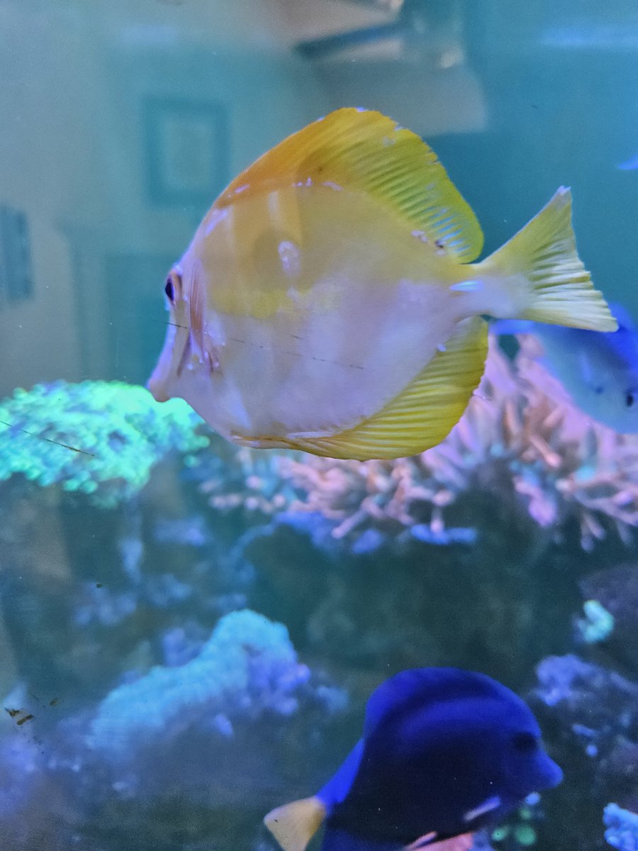 Sick yellow tang | Reef2Reef
